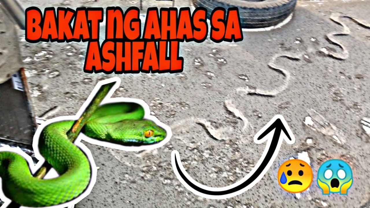 😱!Snake Trace!!😱| after ashfall and earthquake | taal eruption update ...