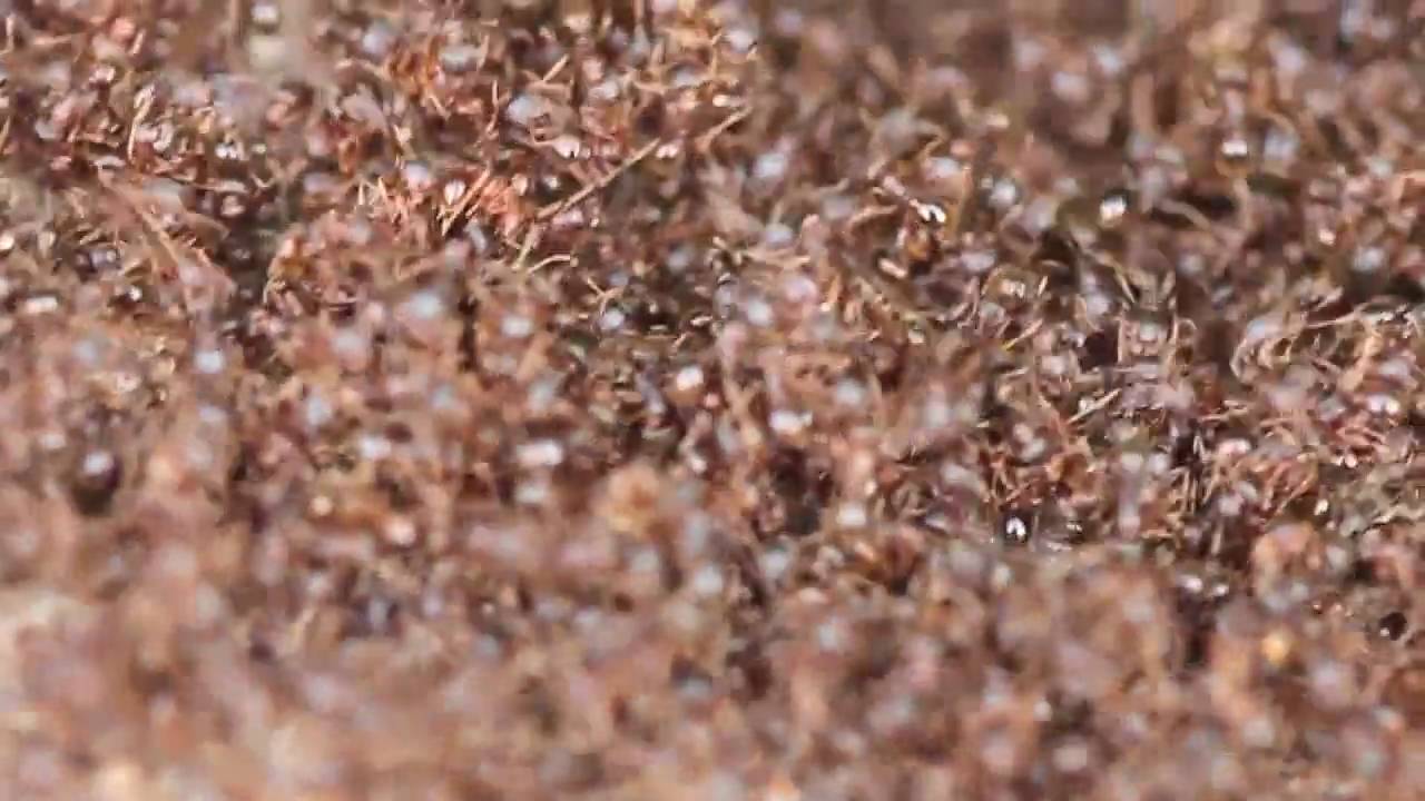 LOTS of Ants! - YouTube