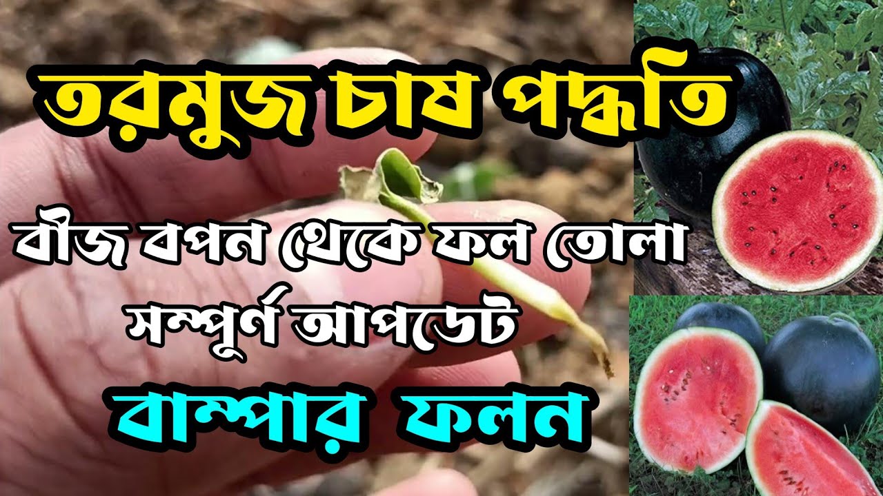 তরমুজের প্রাথমিক পরিচর্যা || তরমুজ চাষ || tormuj chas || Tormuj gach ...
