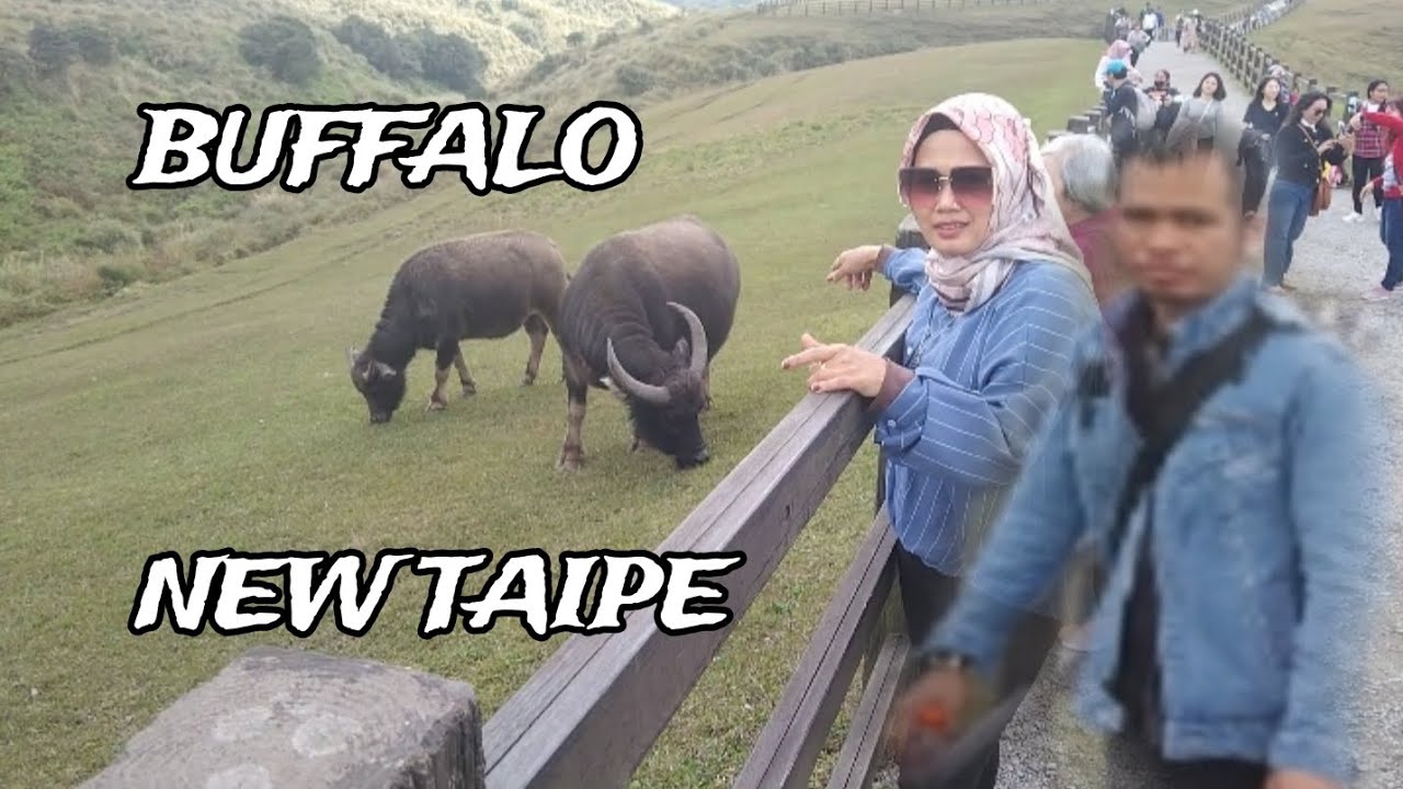 Padang rumput tour New Taipe buffalo - YouTube
