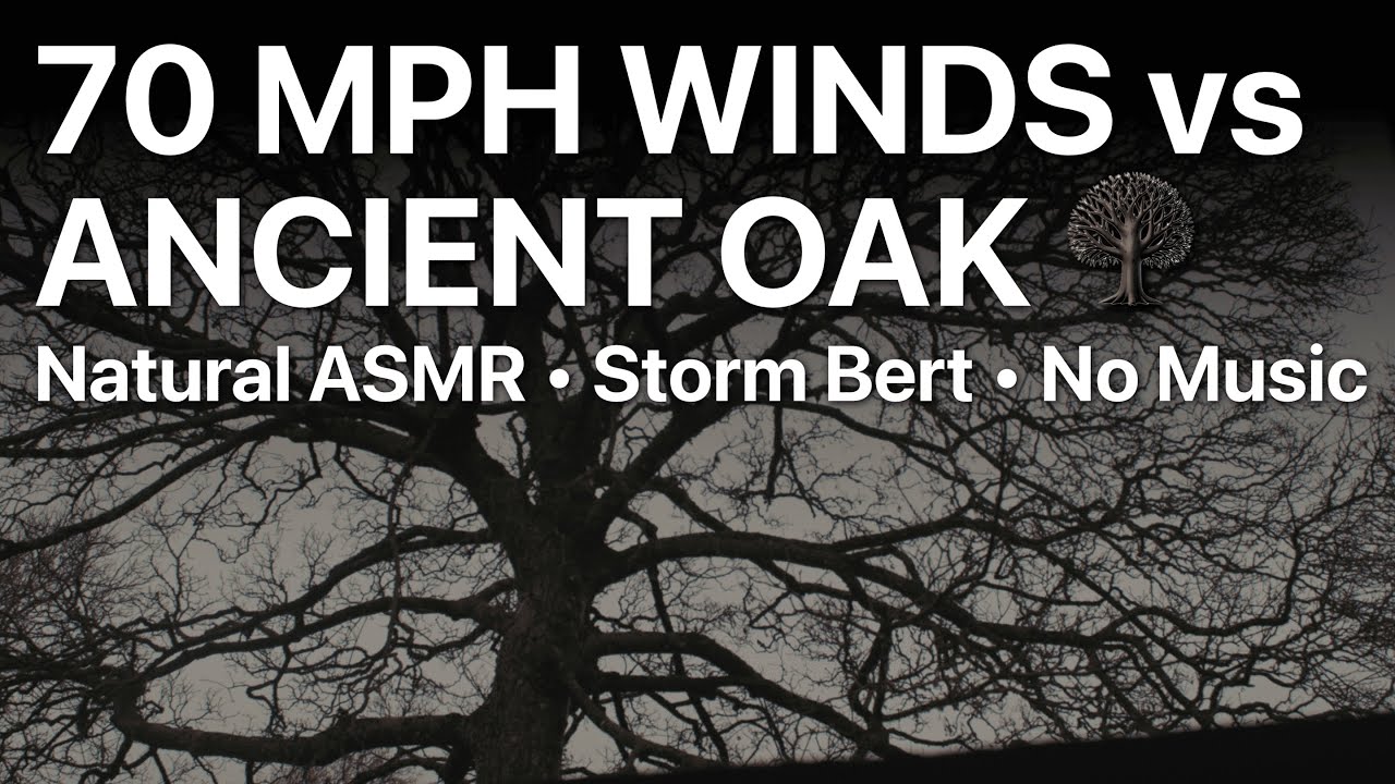 4K ASMR - Ancient Oak Tree Battles 70 MPH Storm Winds | Storm Bert ...