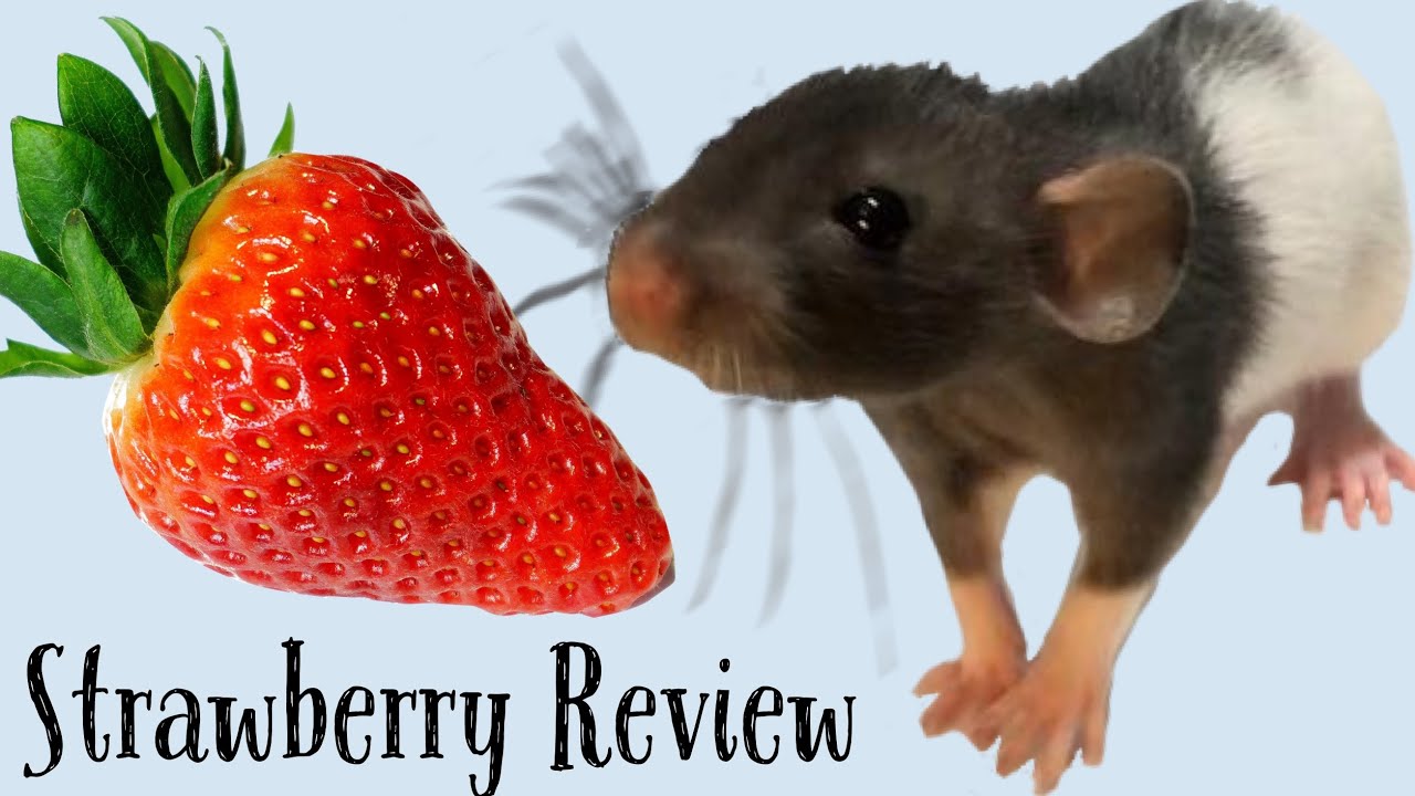 Strawberry Review (Rat Auditions) - YouTube