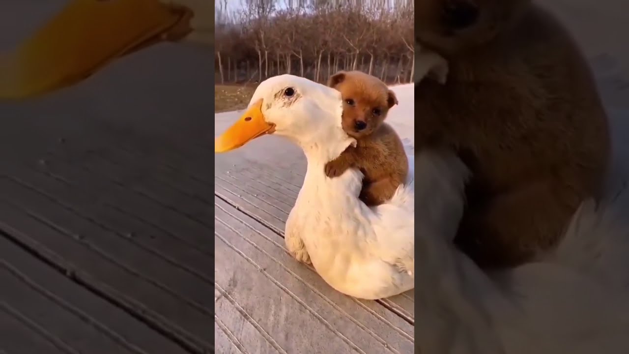 Puppy Sits On Ducks Back - YouTube