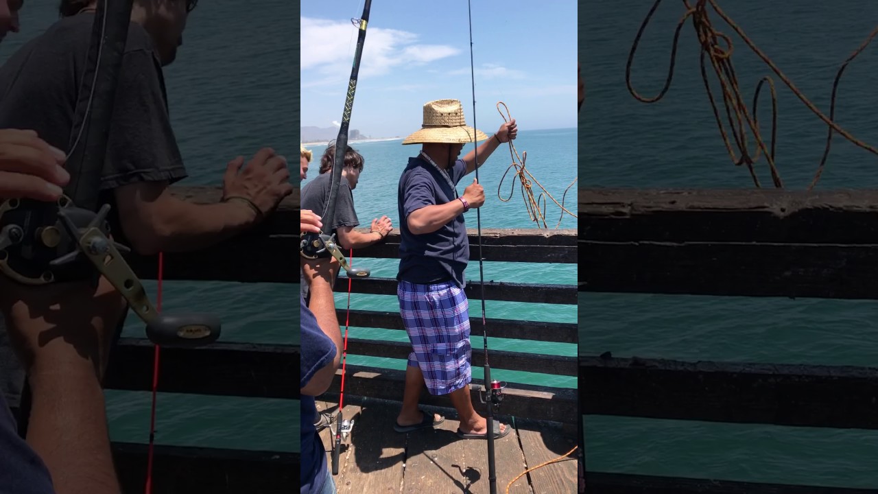 Leopard Shark fishing - YouTube