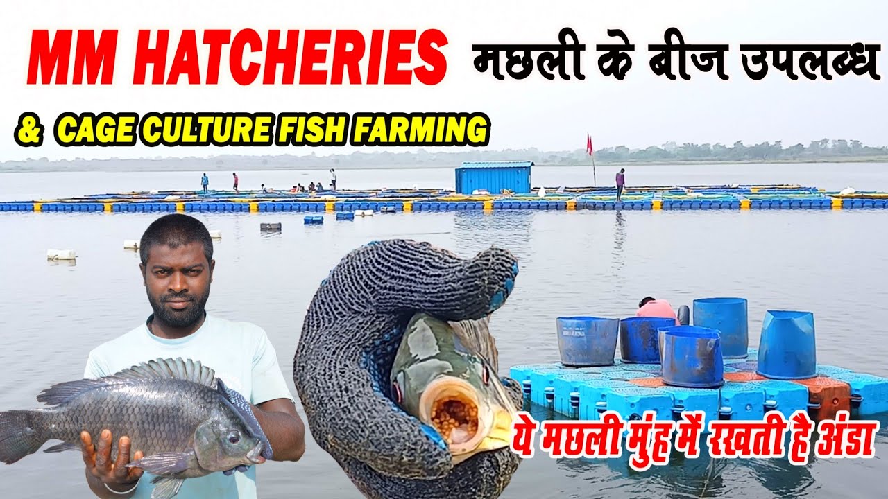 MM HATCHERIES & Cage Culture Fish Farming।। मछली के बीज उपलब्ध (एम.एम ...