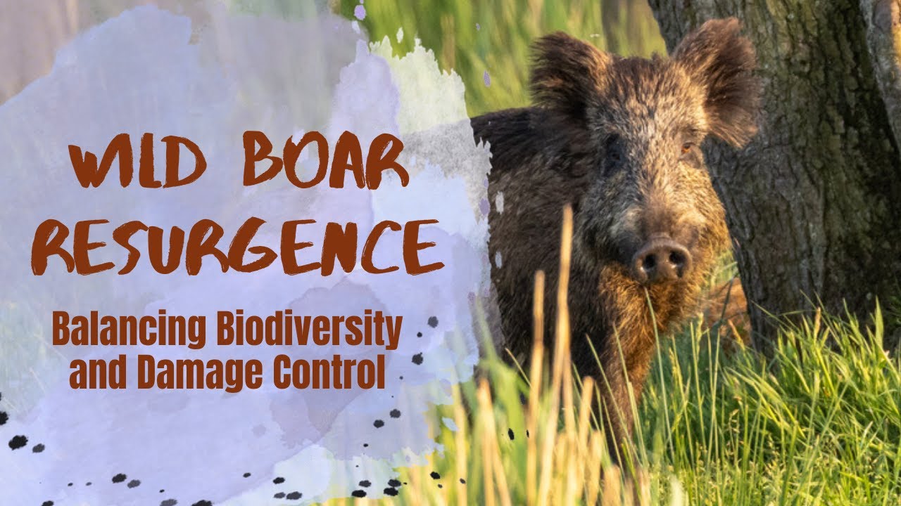 The Wild Boar Resurgence Balancing Biodiversity and Damage Control ...