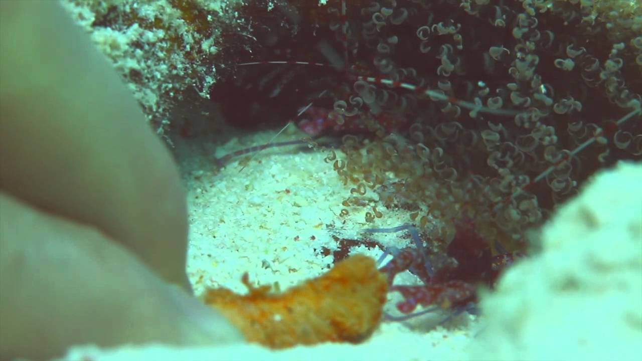 Red Snapping Shrimp - YouTube