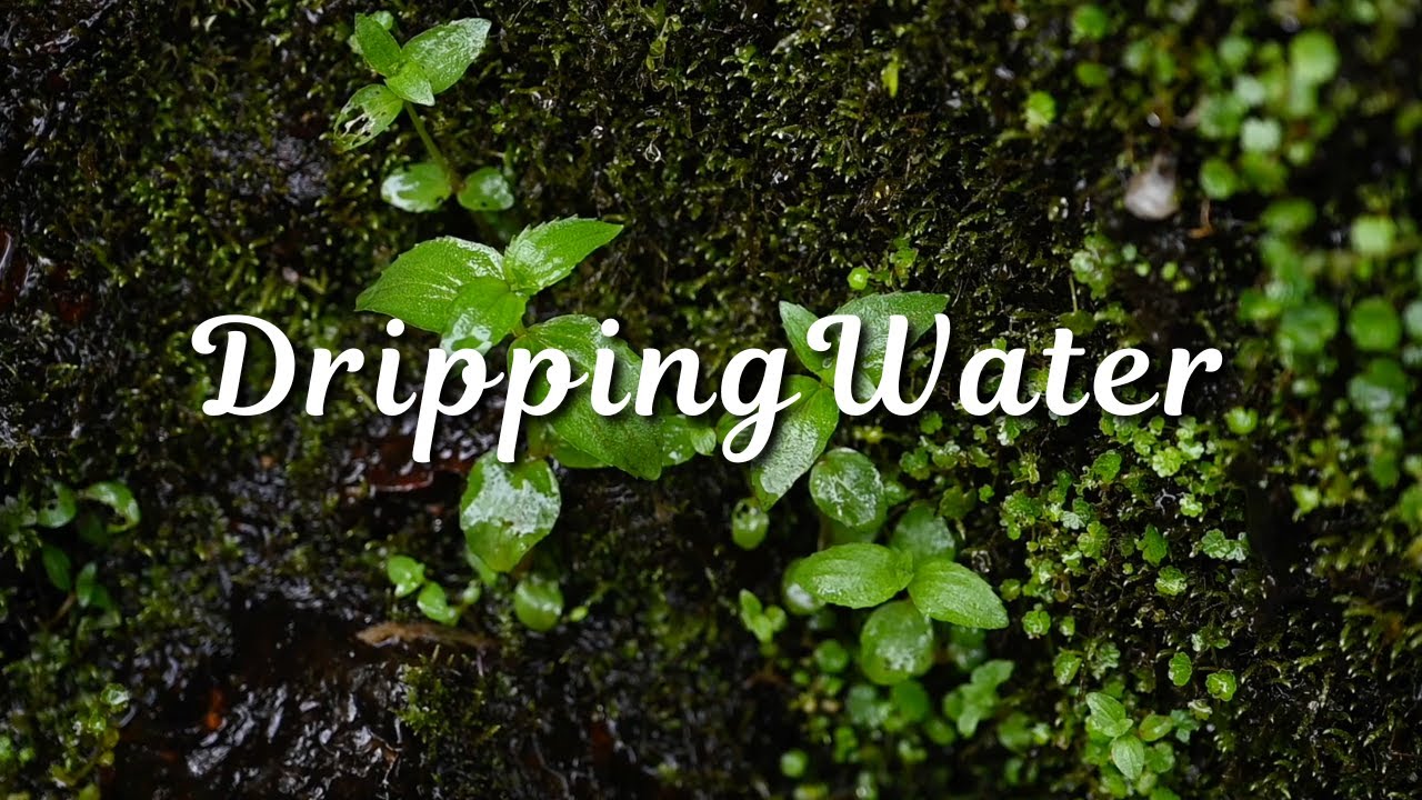 Drip.. Drip.. Drip 10 Hours of Relaxing Water Sounds - YouTube