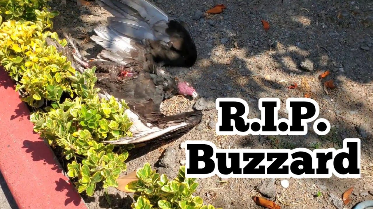 Things Are REALLY Getting Weird in the Hood...Exploding Birds? - YouTube