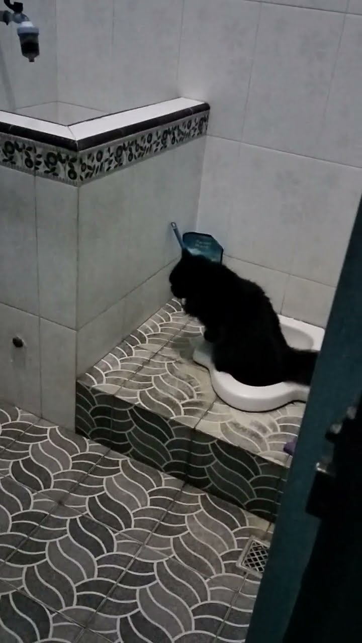 kucing pipis di toilet (buluk namanya) - YouTube