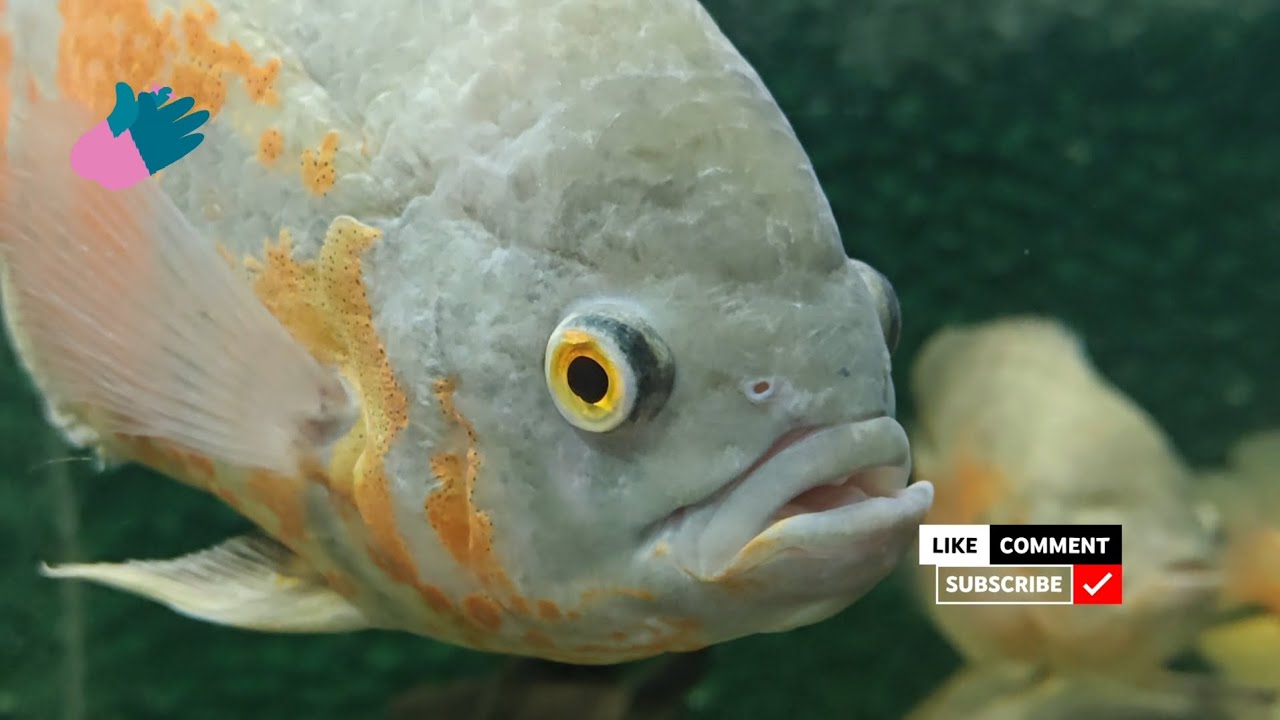 Rare Fish Collection - YouTube