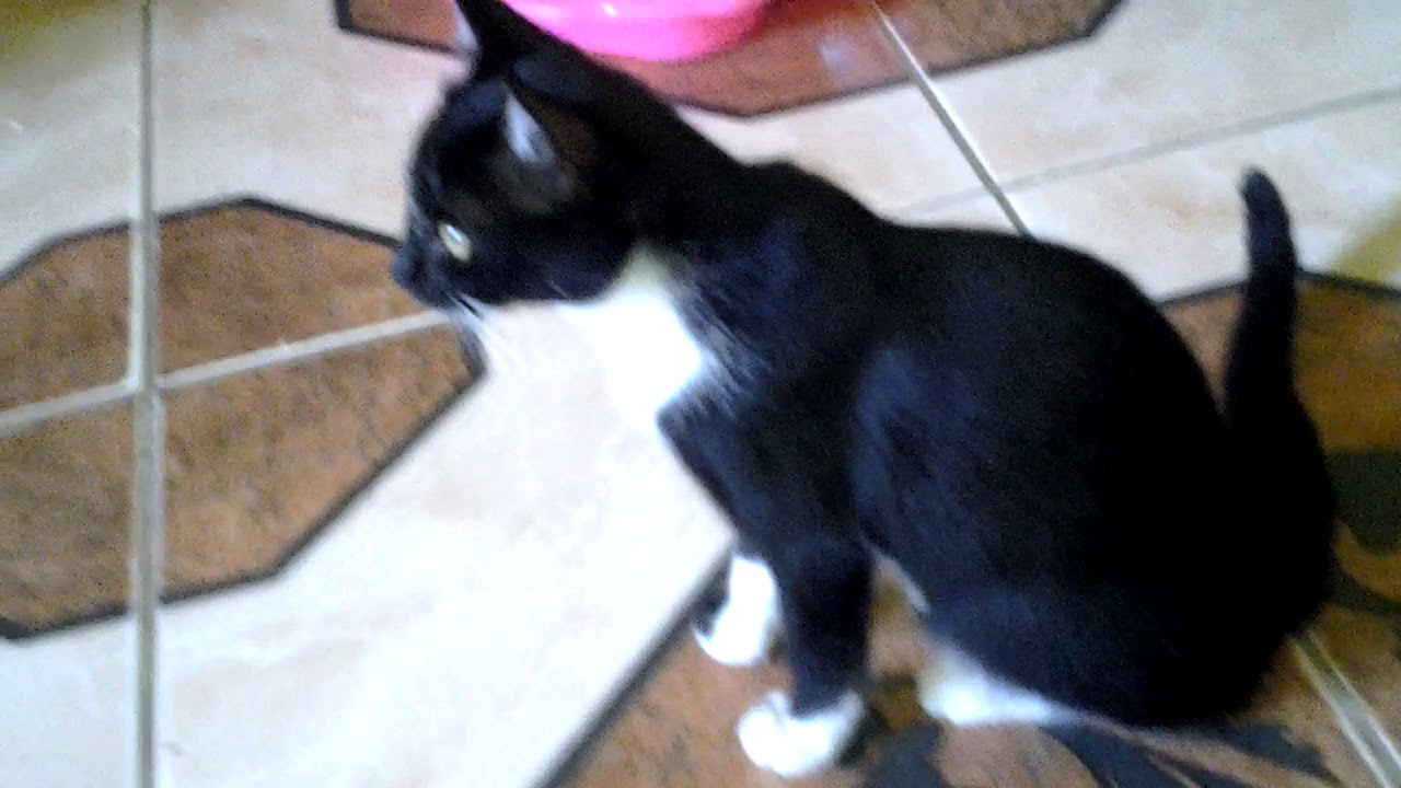 Mostrando Minha Gatinha Muito Fofa Youtube