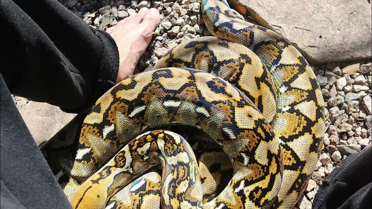 Cuddly Reticulated Python (Sulawesi) - YouTube