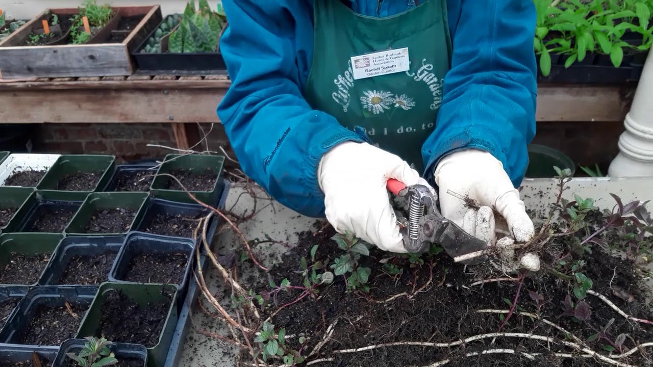 Stolon Prop Chocolate Mint - YouTube