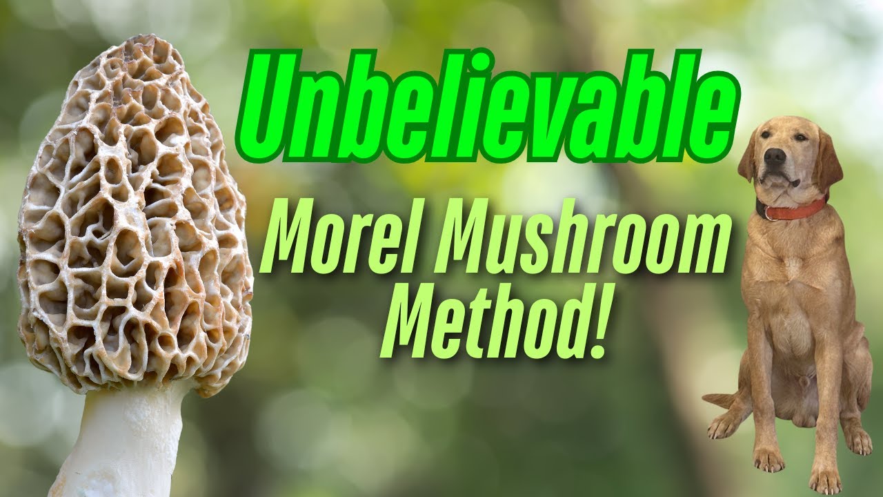 This Insane Dog Trick Makes Morel Hunting Easier! - YouTube