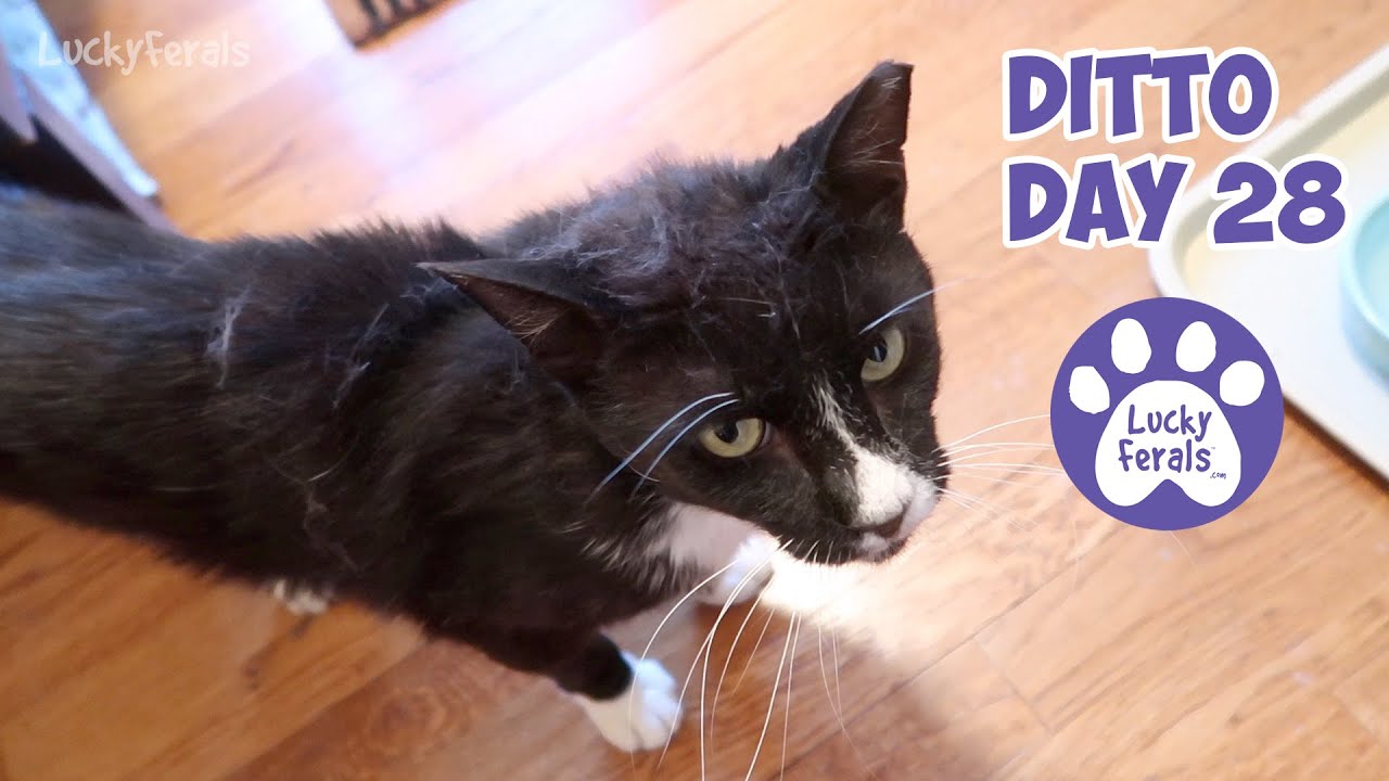 Ditto Day 28 - Feral Cat Recovery, Must Have Pets * S4 E174 * Cat ...