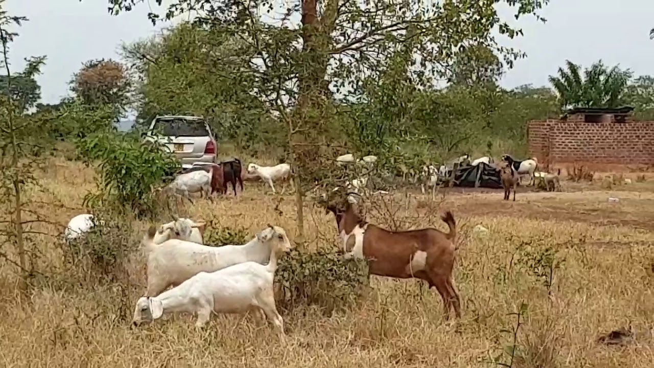 This is what we refer to as browsing in goats and it really helps the ...