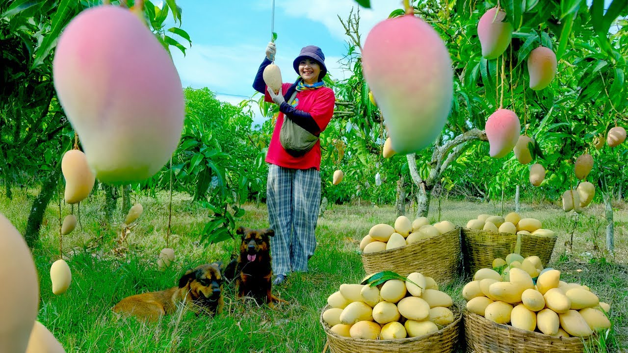 Harvest Pink Mangoes Goes To Market Sell , Making Dried Snakehead Fish ...