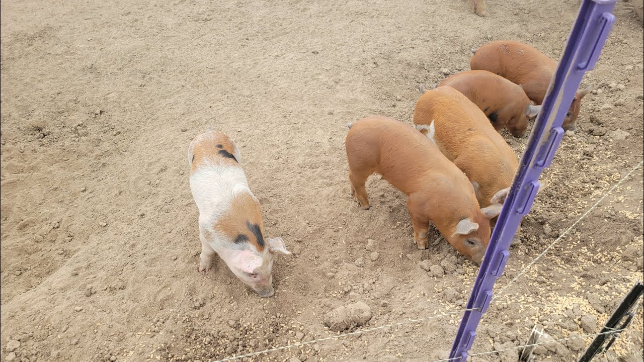 A goat condo, hydrant repair again, eclipse - YouTube