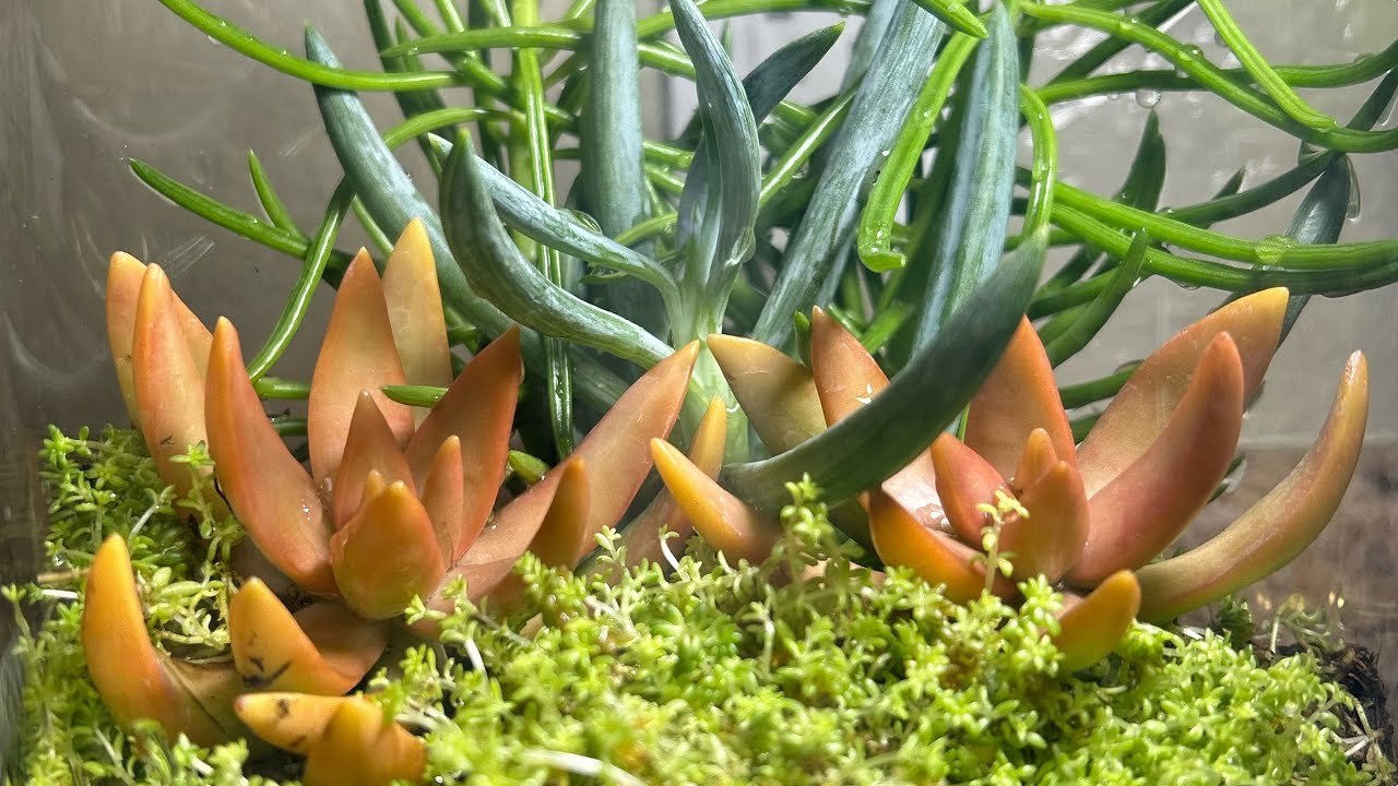 How to build a simple terrarium 🪴 - YouTube