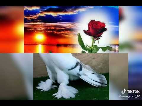 SALAMLAR SABAHINIZ XEYİRLİ UĞURLU OLSUN