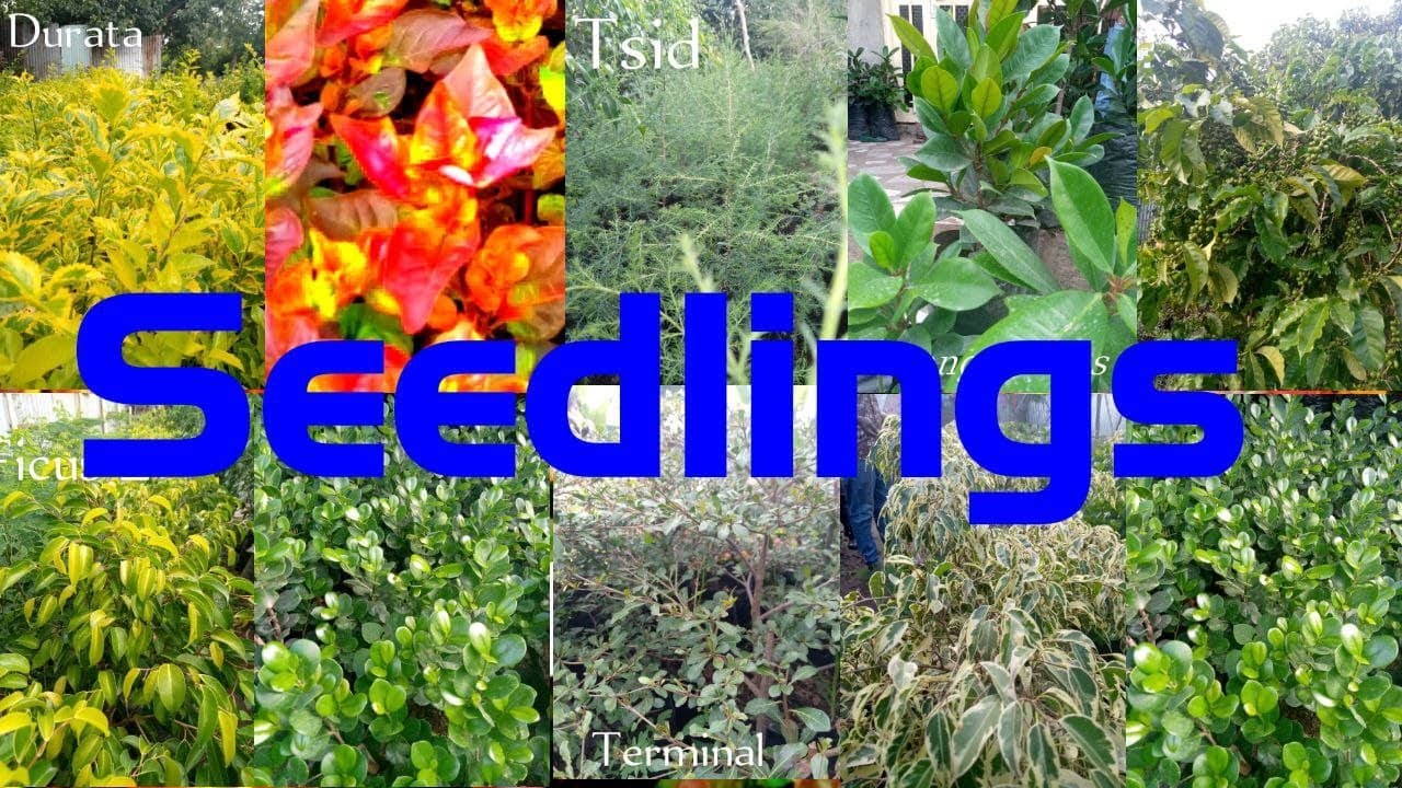 የአበባ ዓይነቶች-የችግኝ ዓይነቶች | Types of Seedling | Seedlings-Best Seedlings ...