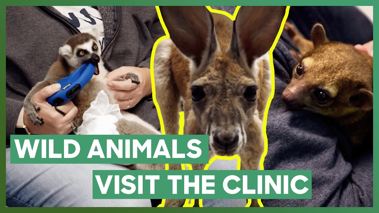 Vet Treats Three Rehabilitated Exotic Animals | The Vet Life - YouTube