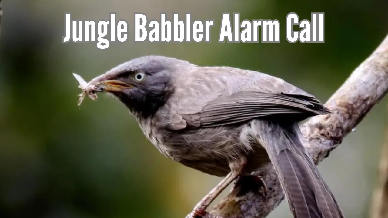 Jungle Babbler Alarm Call | Jungle Babbler Sound - YouTube