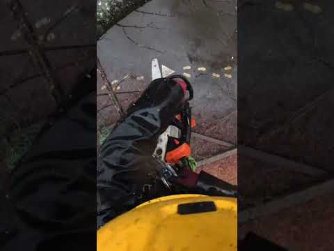 Ash Tree Pruning on rainy day! - YouTube