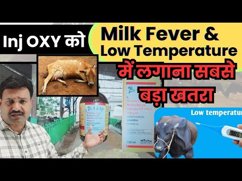 Inj OXY को Milk Fever और Low Temperature में लगाने का सबसे बड़ा खतरा 😱 ...
