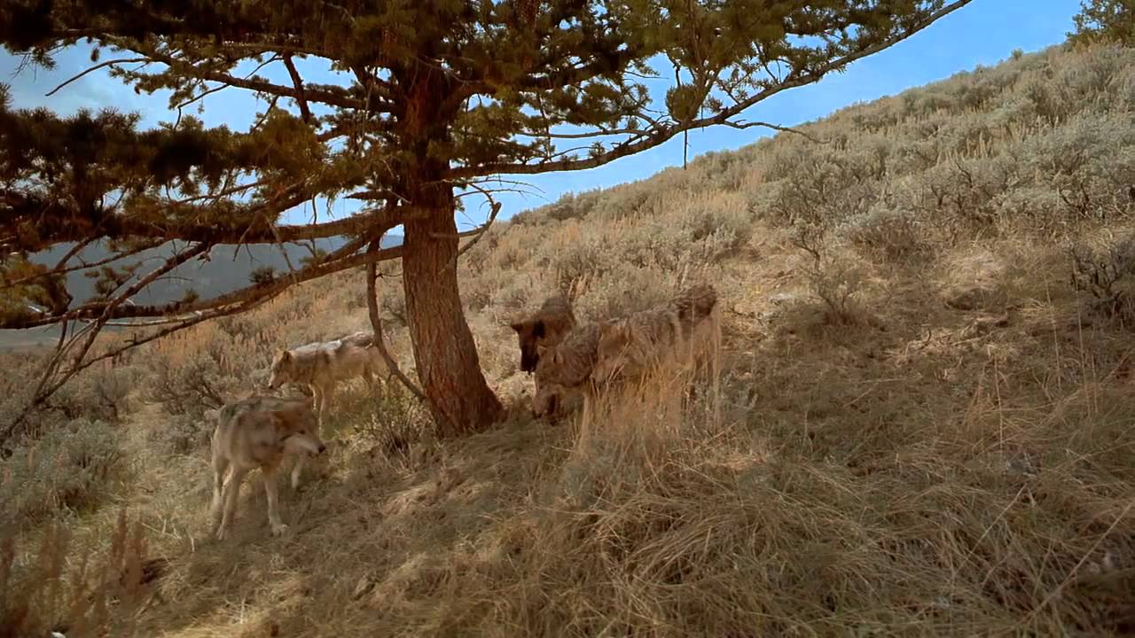 IMAX Wolves - YouTube