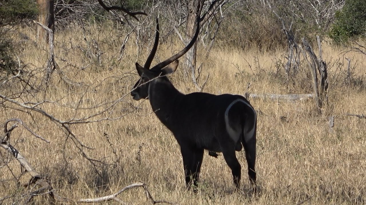 Male Waterbok - YouTube