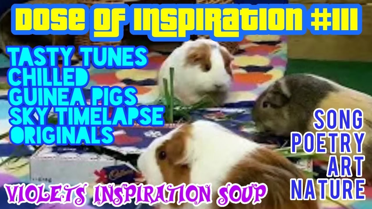 Chilled Tasty Tunes 3 DOSE OF INSPIRATION #111 Fave Songs / Guinea Pigs ...
