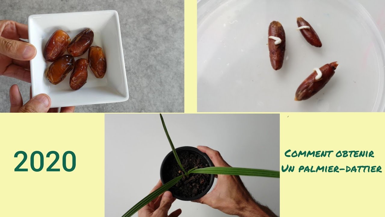Comment faire pousser un palmier-dattier à partir d'un noyau de datte ...