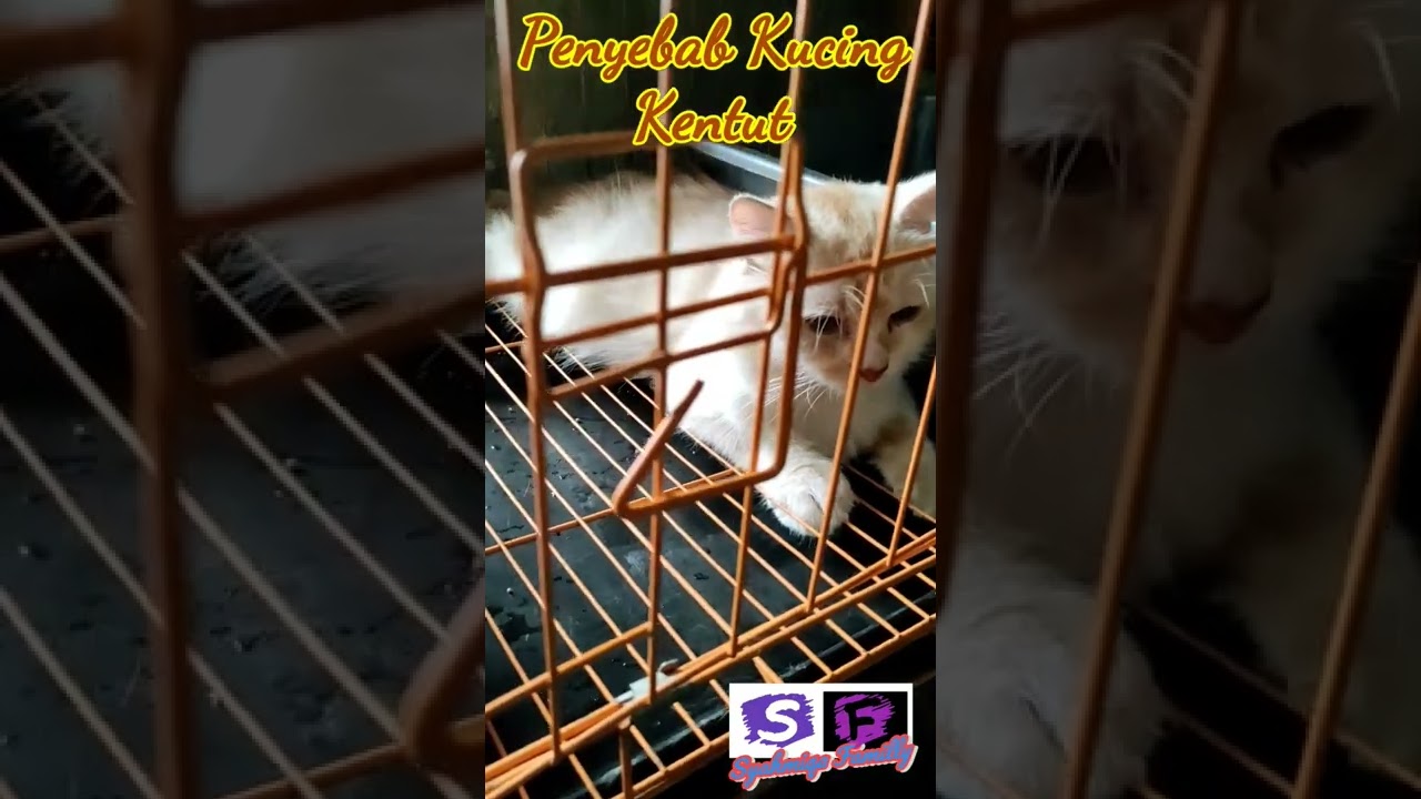 Penyebab Kucing Kentut - Causes of Cat Farts #shorts #pecintakucing ...