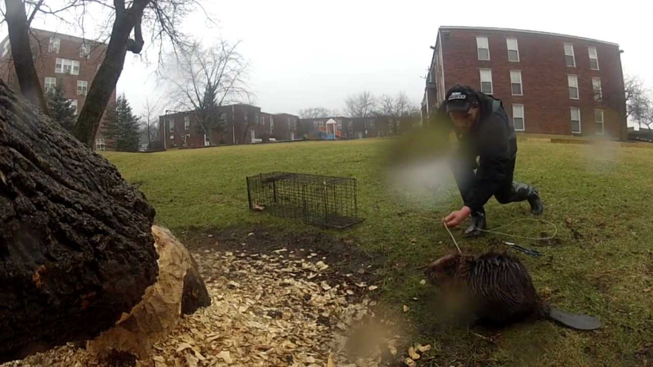 Beavers in the City, Part 1 - Beaver Be Gone - Big Beaver Trouble - by ...