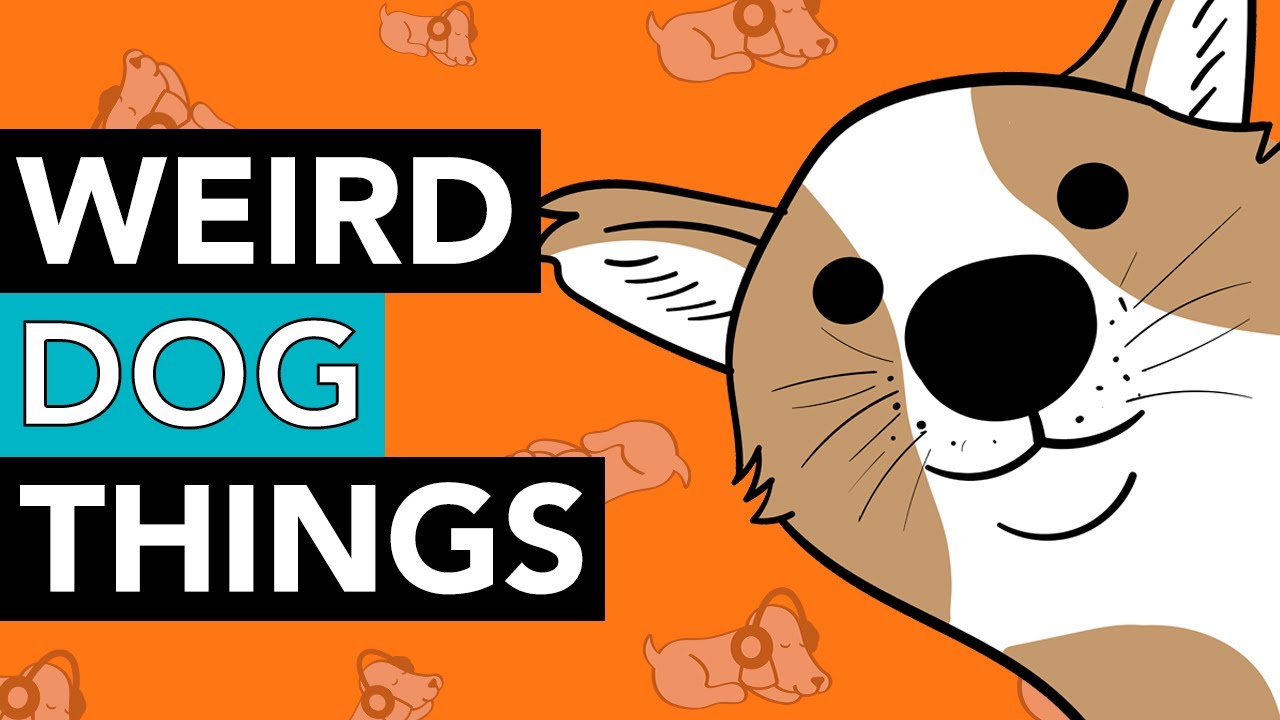 Weird Things Dogs Do That are Actually Totally Normal! - YouTube