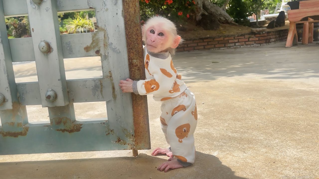 So cute! Monkey Luk couldn't sleep waiting for dawn to pick up dad ...