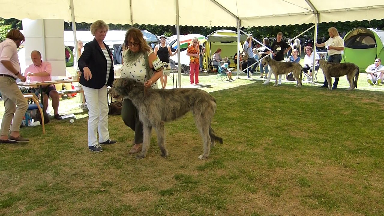 GREEN CLOVER LEXIE - Irish Wolfhound Int Ausstellung Ludwigshafen - YouTube