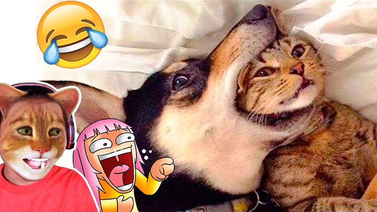 Anjing makan kucing wkwkwkwkwkwk FUNNY MOMENT - YouTube