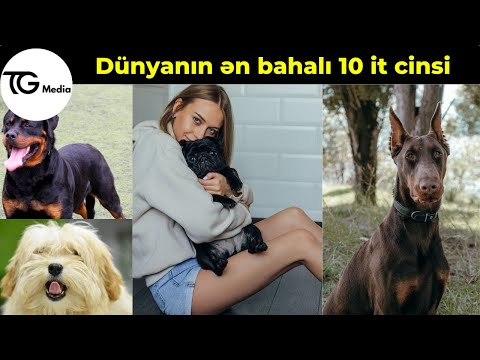 Dünyanın Ən Bahalı 10 İt Cinsi
