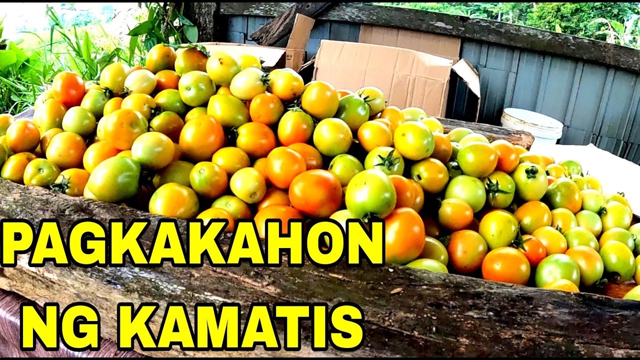 PAG KAKAHON NG KAMATIS - YouTube