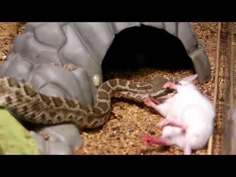 Pet Rattlesnake Feeding - YouTube