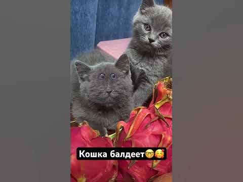 Белорусский Кошка балдеет🤓🥰 - YouTube