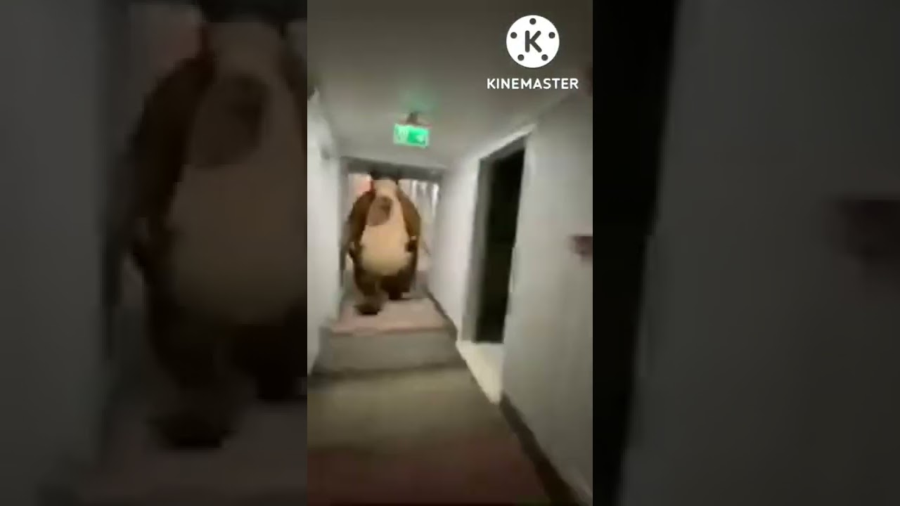 bear chases person down hall but with original audio - YouTube