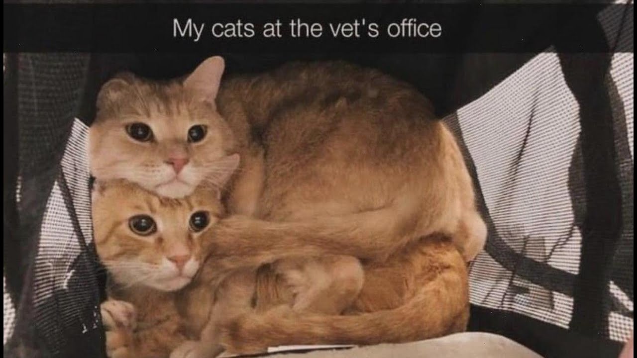 Cats vs Vets | Funny Pet Compilation - Cico & JJ #13 - YouTube