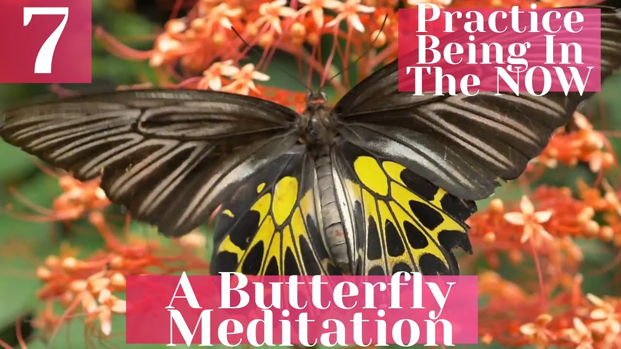 Meditation to Butterflies with Classical Music: A daily meditation ...