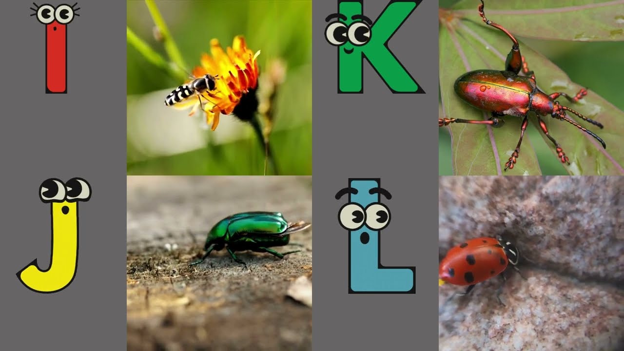 ABC Insect Song 🐞|A to Z Bug Phonics for Kids, Toddlers & Preschoolers ...