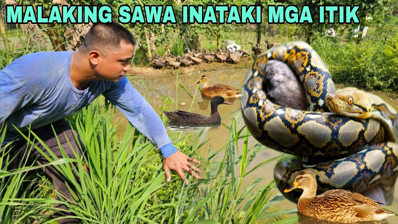 Patay ang mga Itik dahil sa Malaking Sawa - YouTube