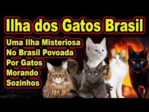 ILHA DOS GATOS BRASIL ONDE GATOS MORAM SOZINHOS SEM A PRESENÇA HUMANA